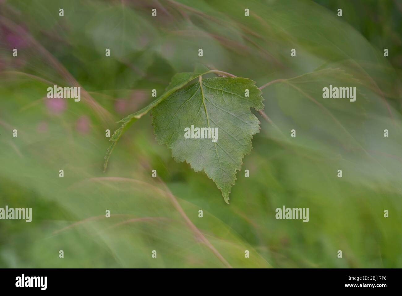 Silver birch leaves hi-res stock photography and images - Alamy
