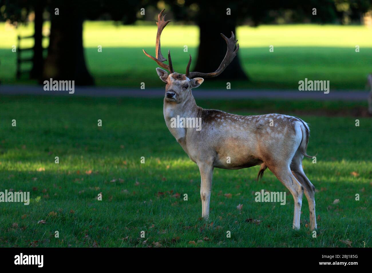 Fallow deer at Burghley house, Elizabethan Stately Home on the border ...