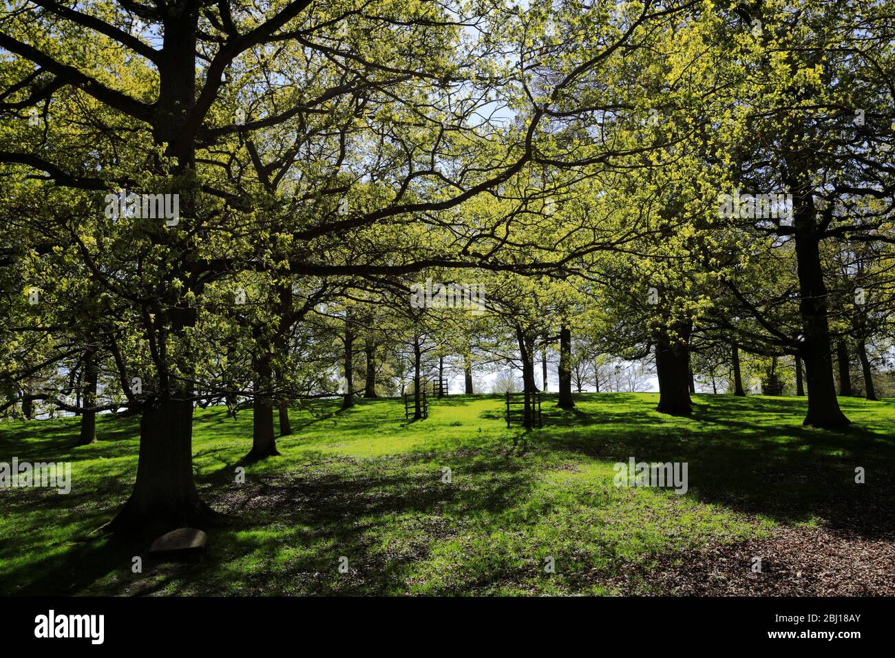 Ancient oak trees at Burghley house, Elizabethan Stately Home on the ...
