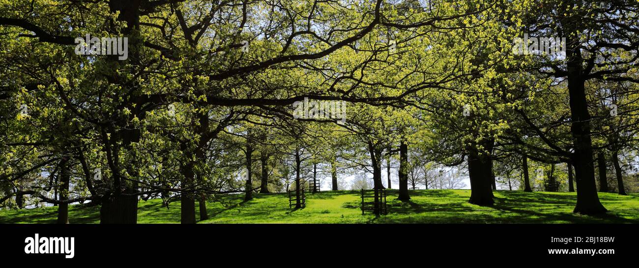Ancient oak trees at Burghley house, Elizabethan Stately Home on the ...
