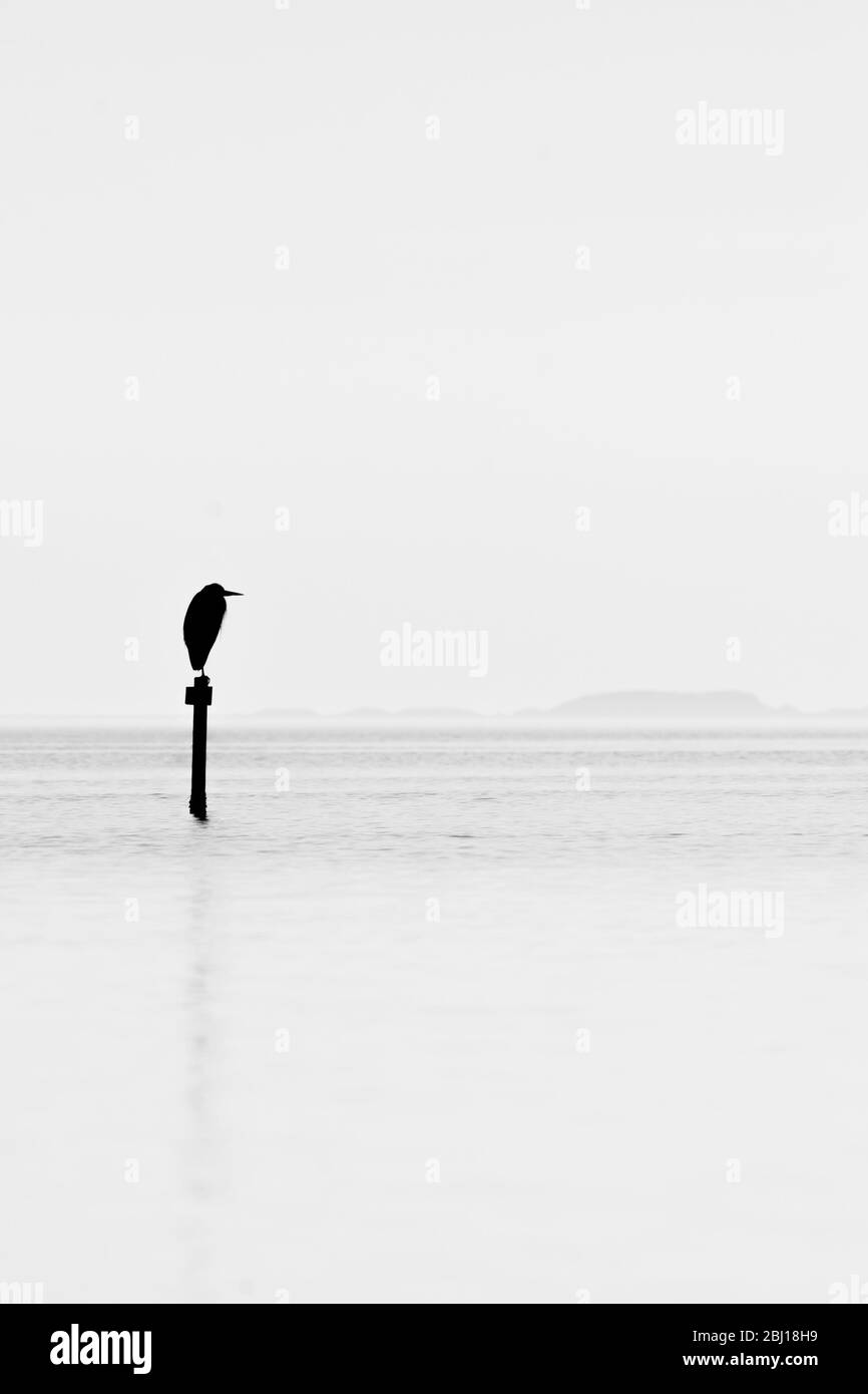 Spain animals Black and White Stock Photos & Images - Alamy