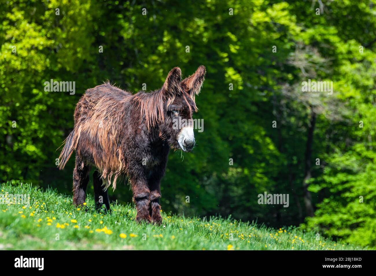 Poitou donkey or Baudet du Poitou Stock Photo - Alamy