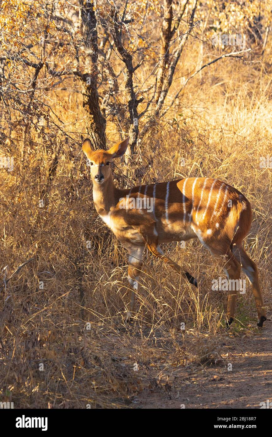 Female Nyala antelope (Tragelaphus angasii) in natural habitat ...