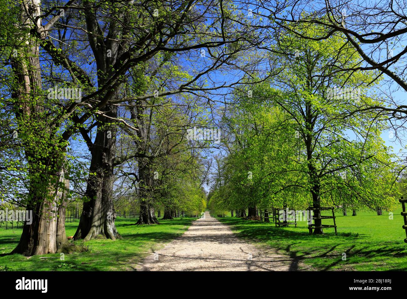 Lime tree avenue at Burghley house, Elizabethan Stately Home on the ...
