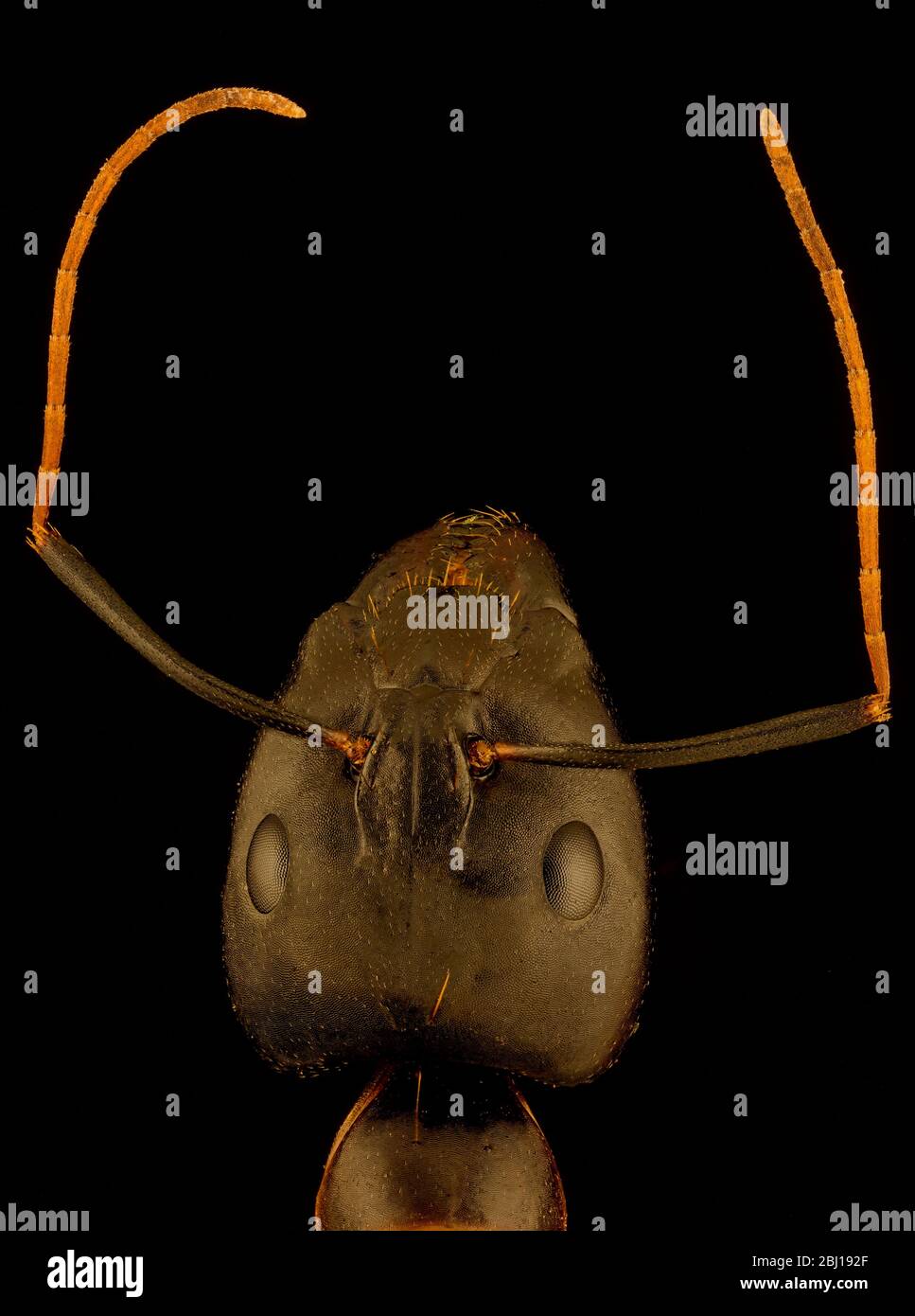 extreme macro photo.of a ant Stock Photo - Alamy