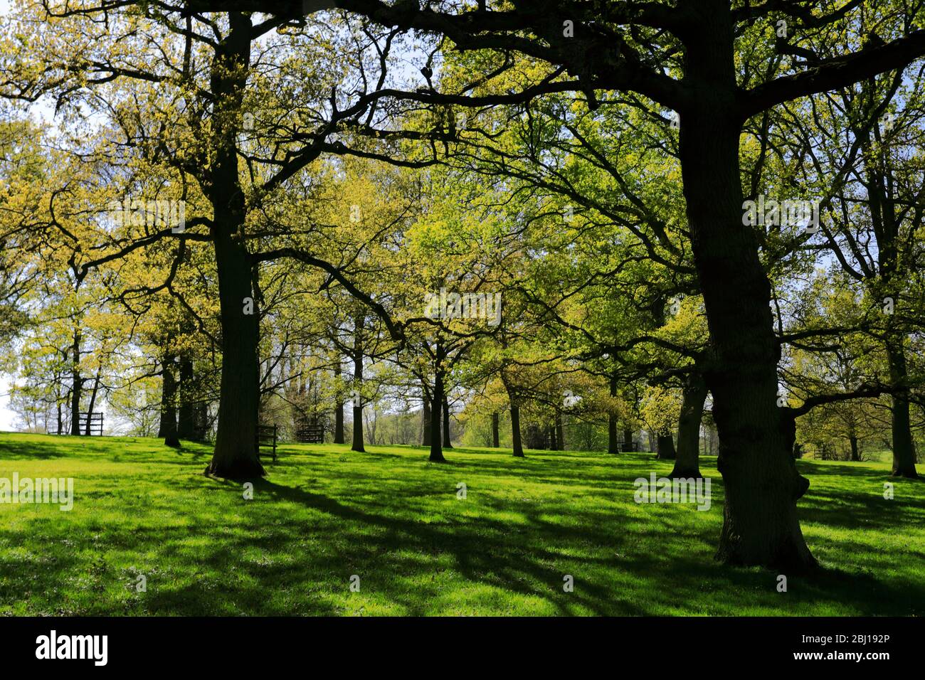 Ancient oak trees at Burghley house, Elizabethan Stately Home on the ...