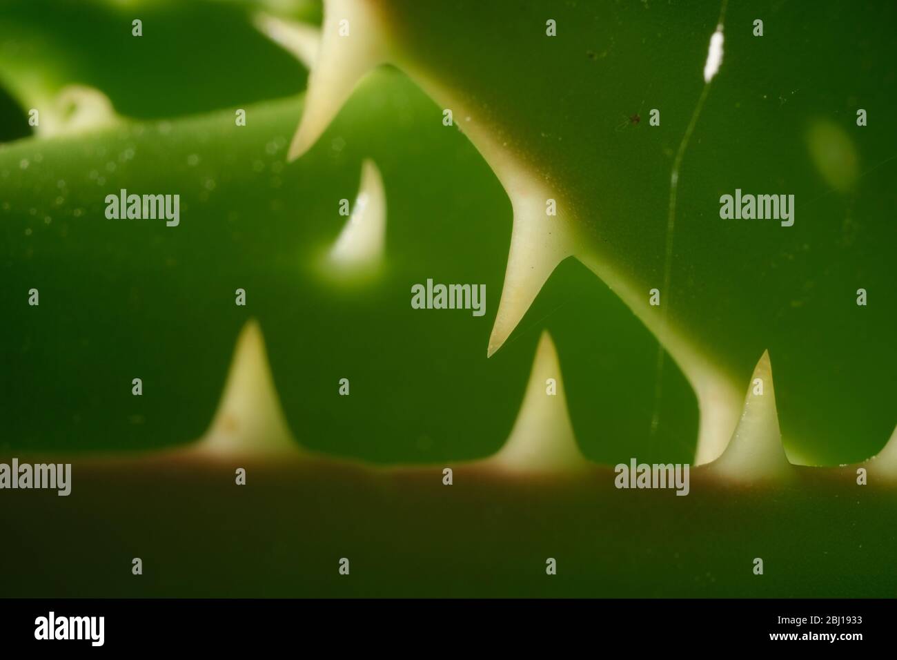 Thorns of succulent leaves resemble shark teeth. Macro detail photo of ...