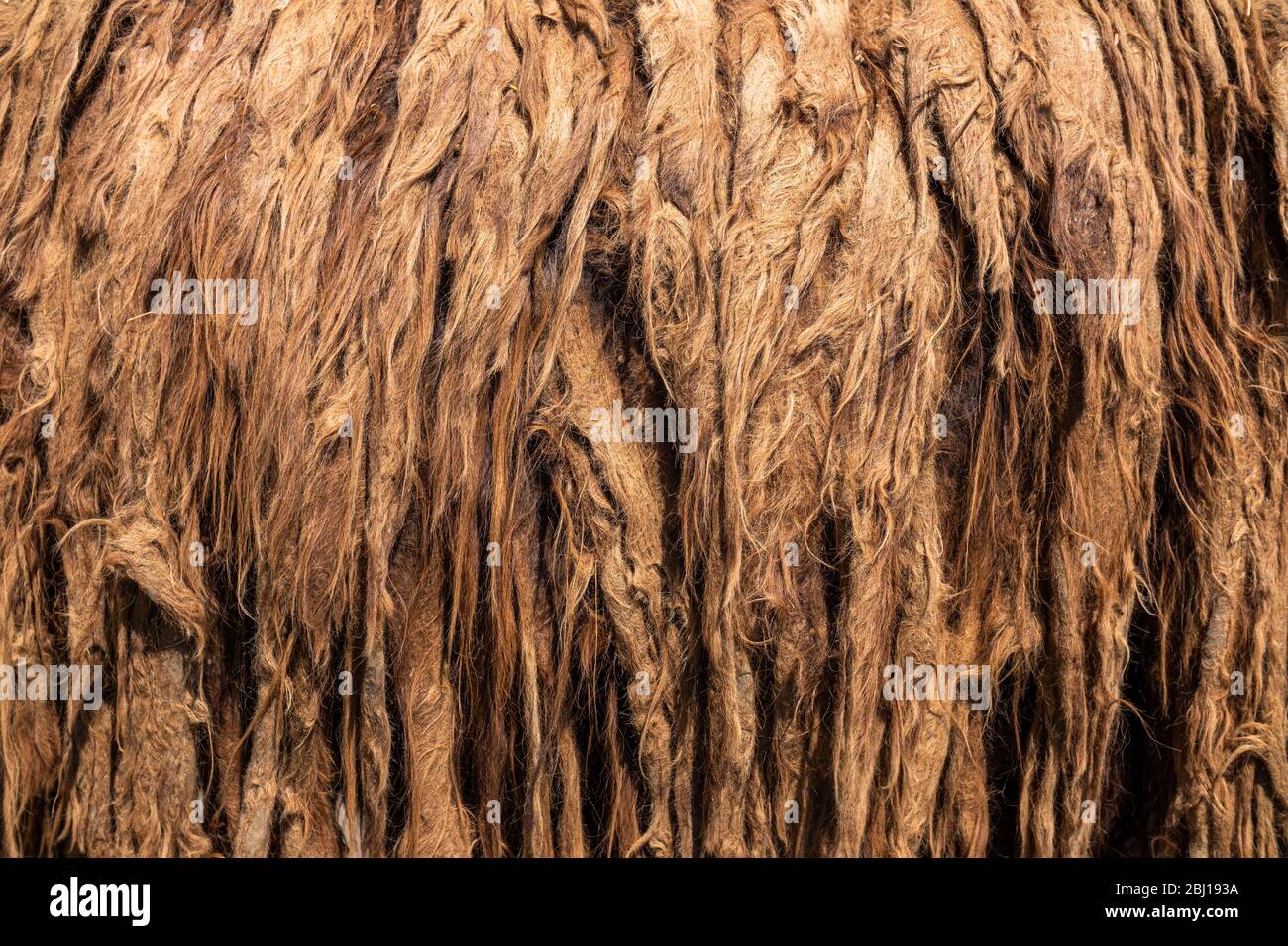 Dreadlocks fur hair coat of Poitou donkey or Baudet du Poitou Stock ...