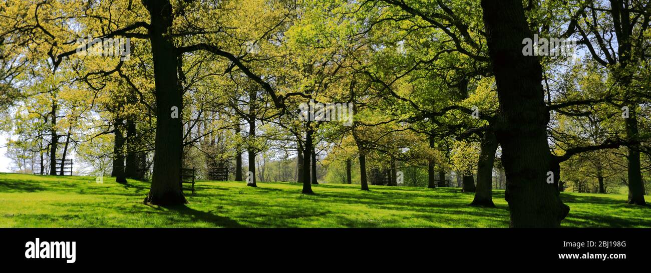 Ancient oak trees at Burghley house, Elizabethan Stately Home on the ...