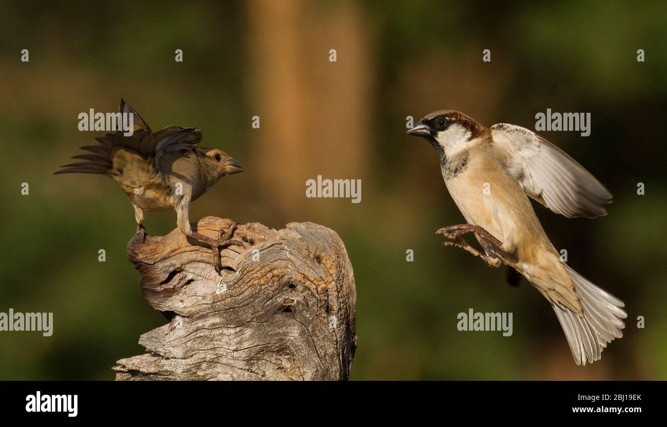 garden bird interaction Stock Photo - Alamy
