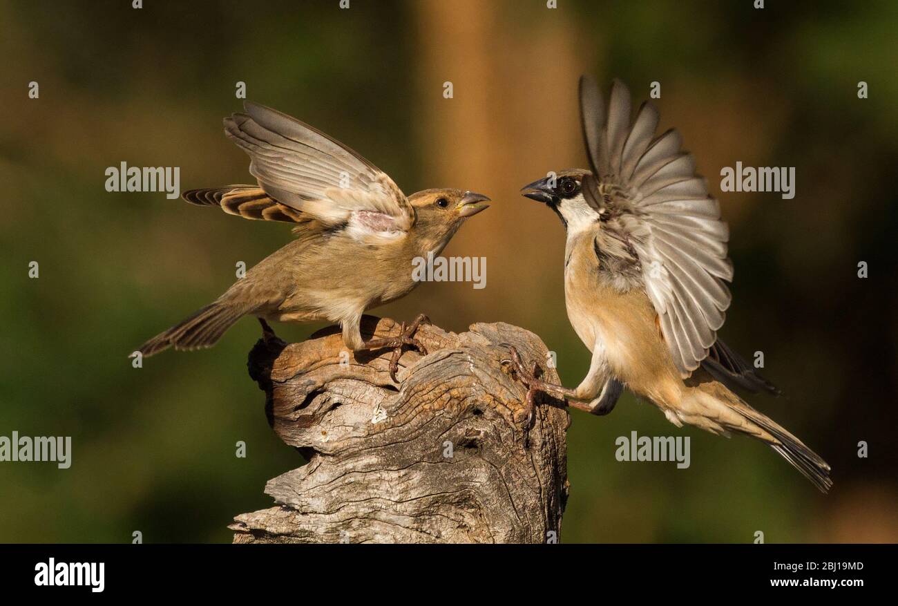 Human bird interaction hi-res stock photography and images - Alamy