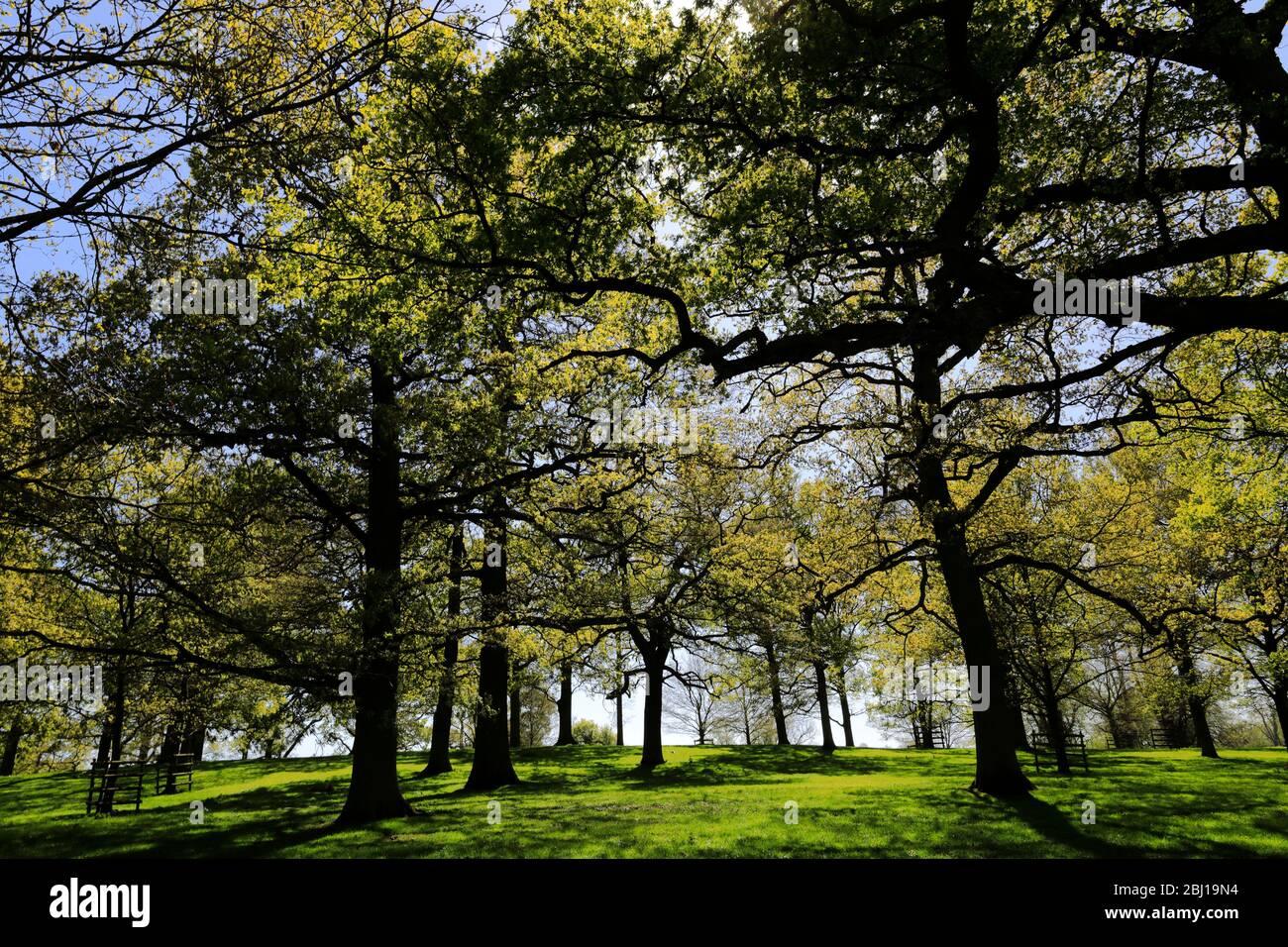 Ancient oak trees at Burghley house, Elizabethan Stately Home on the ...