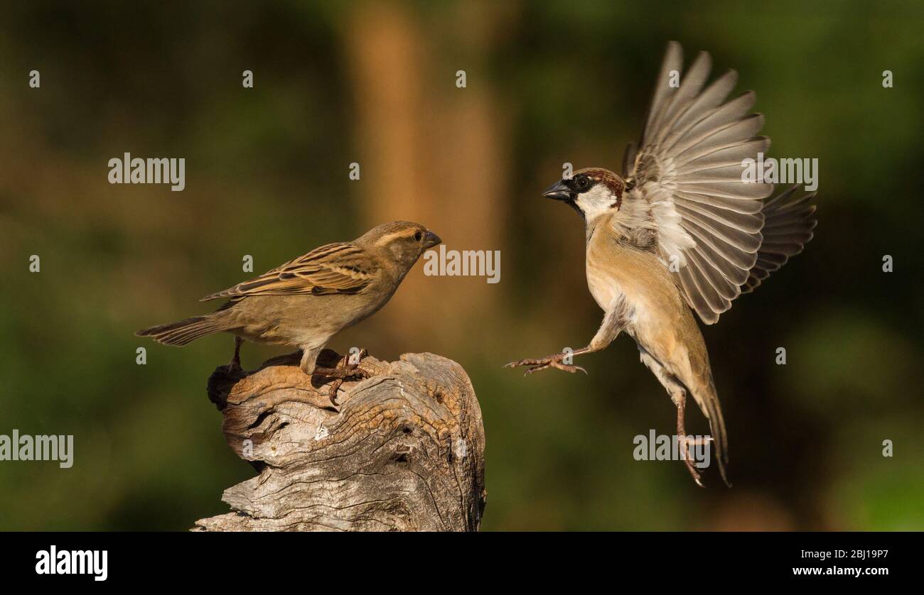 garden bird interaction Stock Photo - Alamy