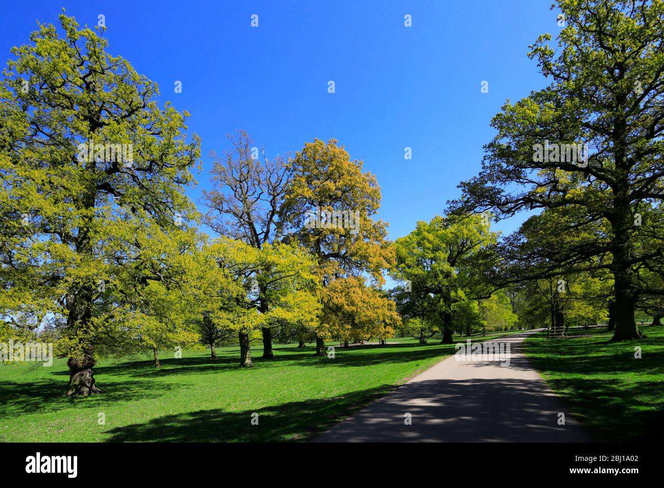 Ancient oak trees at Burghley house, Elizabethan Stately Home on the ...