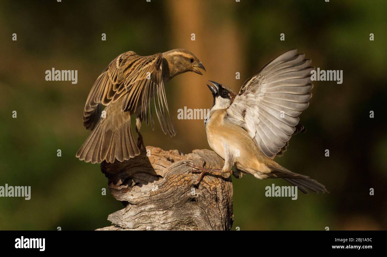 Human and bird interaction hi-res stock photography and images - Alamy