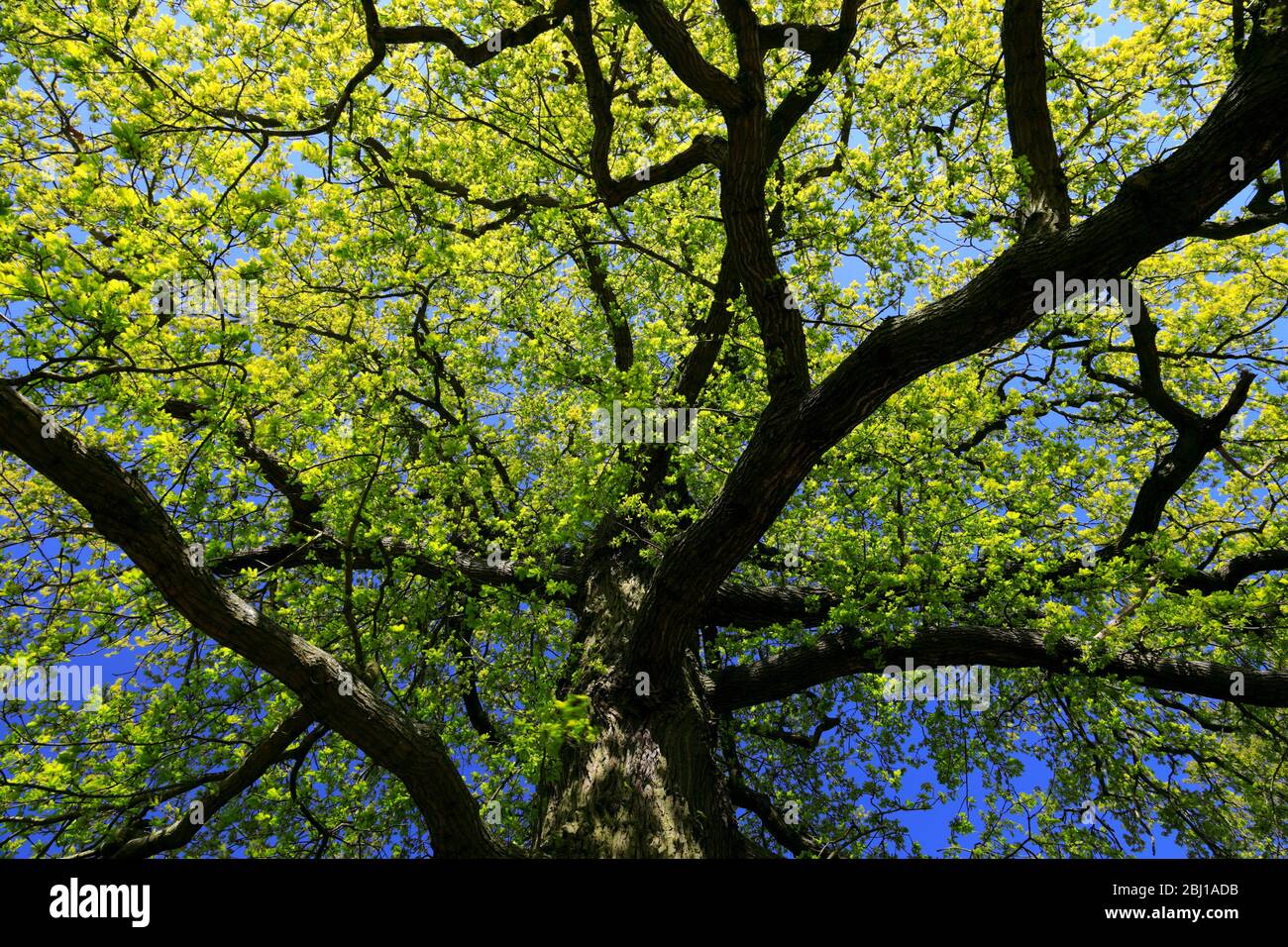 Ancient oak trees at Burghley house, Elizabethan Stately Home on the ...