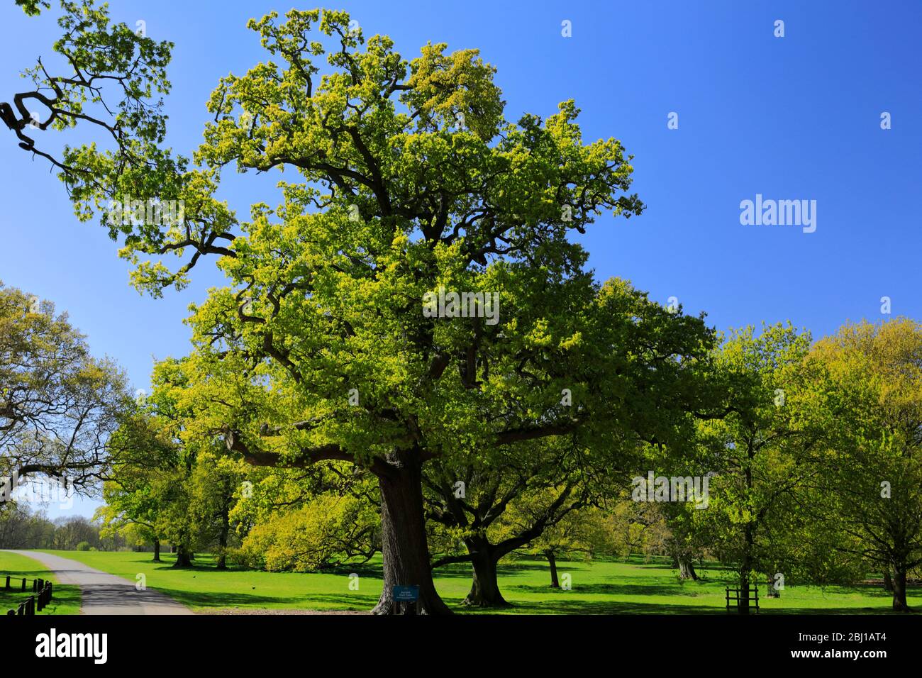 Ancient oak trees at Burghley house, Elizabethan Stately Home on the ...
