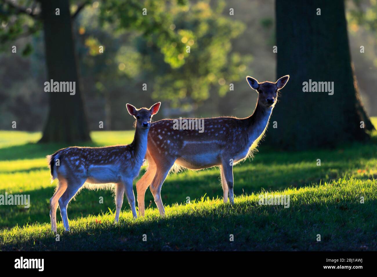 Fallow deer at Burghley house, Elizabethan Stately Home on the border ...
