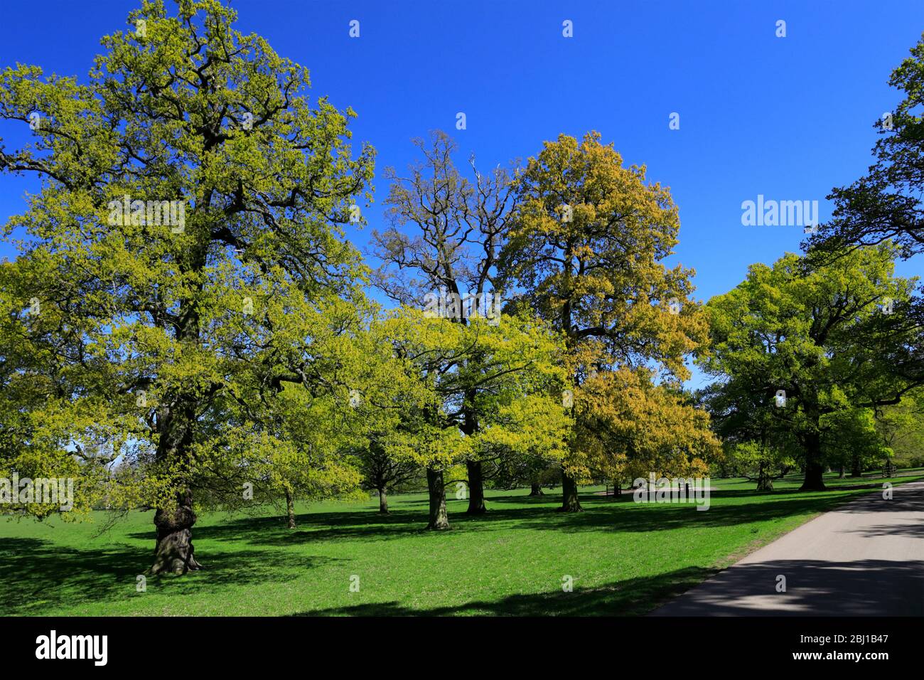 Ancient oak trees at Burghley house, Elizabethan Stately Home on the ...