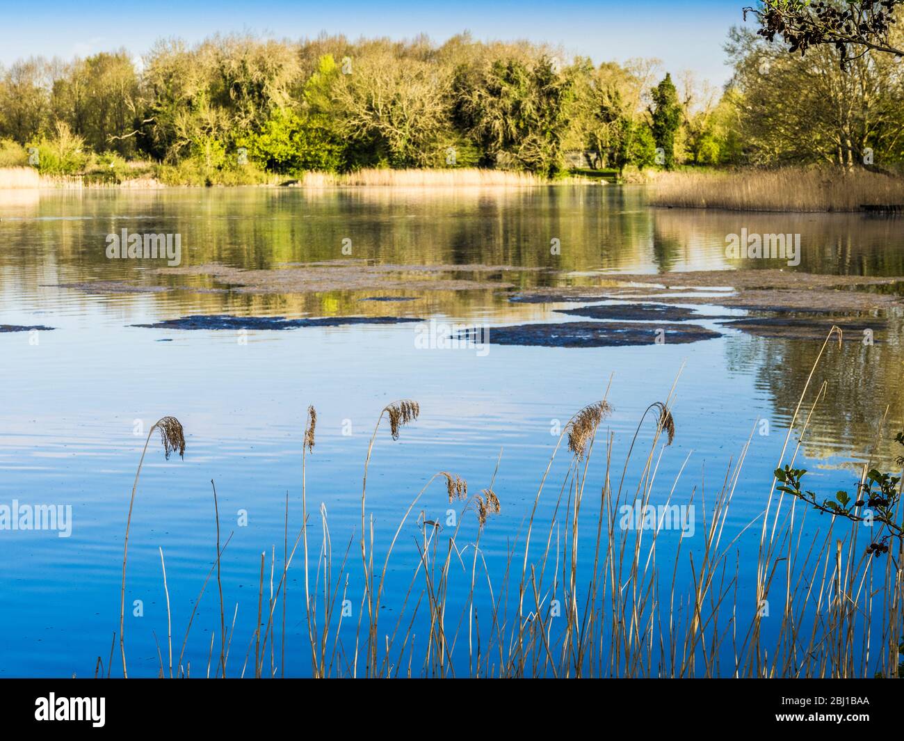 Reeds growing edge water hi-res stock photography and images - Alamy