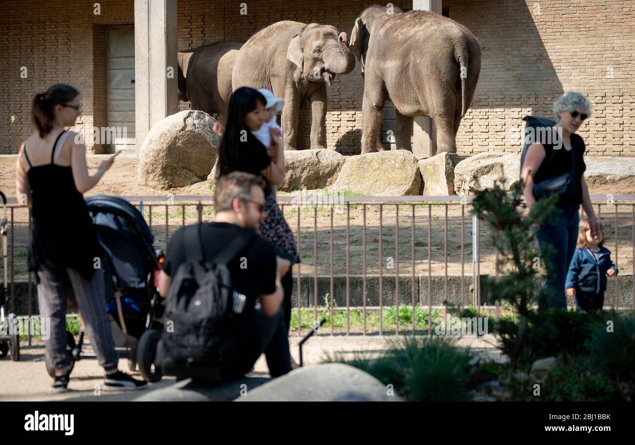 Berlin, Germany. 28th Apr, 2020. Visitors watch the elephants at Berlin ...
