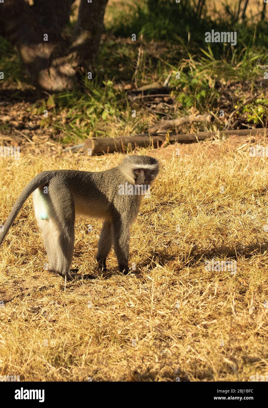 Vervet Monkey (Chlorocebus pygerythrus). Timbavati Game Reserve, South ...