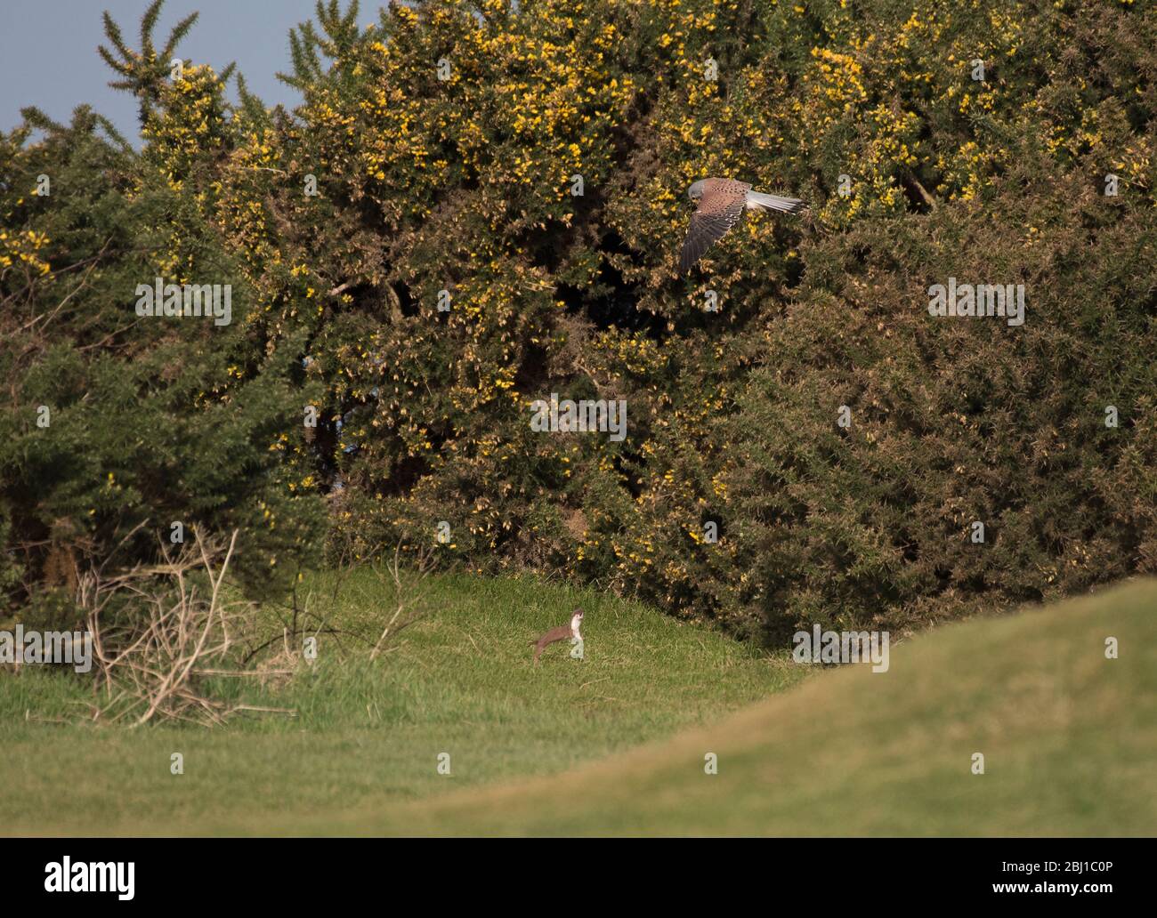 Angry weasel hi-res stock photography and images - Alamy
