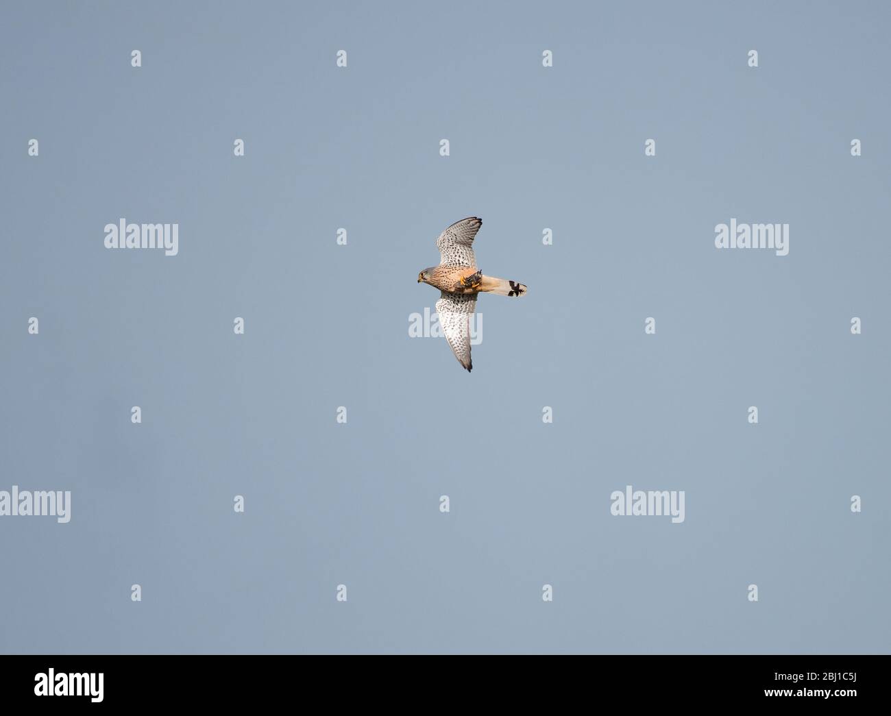 Flying kestrel with vole hi-res stock photography and images - Alamy