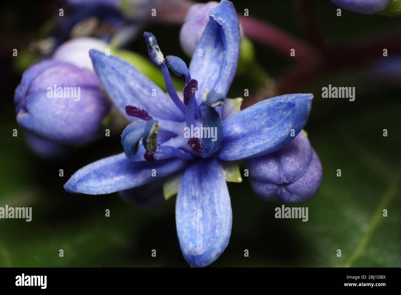 A Single Flower of a Blue Hydrangea Stock Photo - Alamy