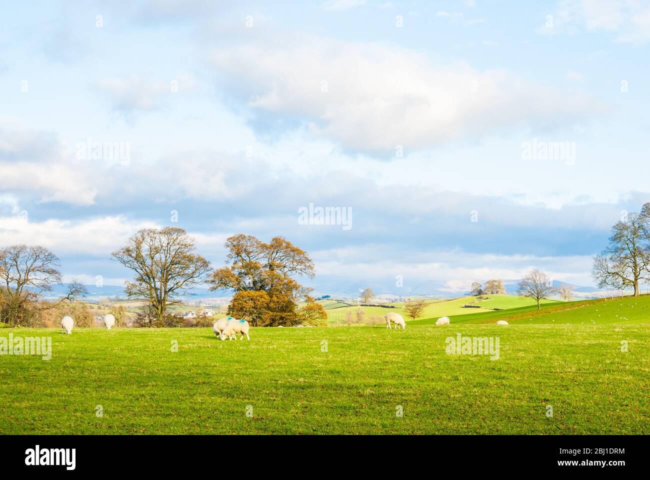 a big open bit of grassy countryside landscape with trees in the ...