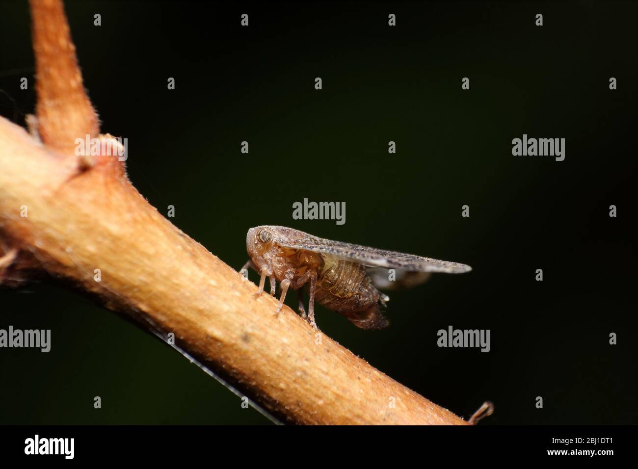 Passion Vinehopper - 'Scolypopa australis' Planthopper Stock Photo - Alamy