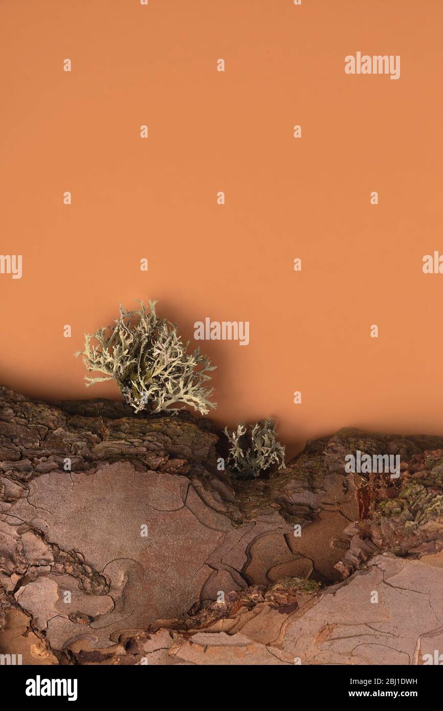 Tree bark texture as a part of natural background Stock Photo - Alamy