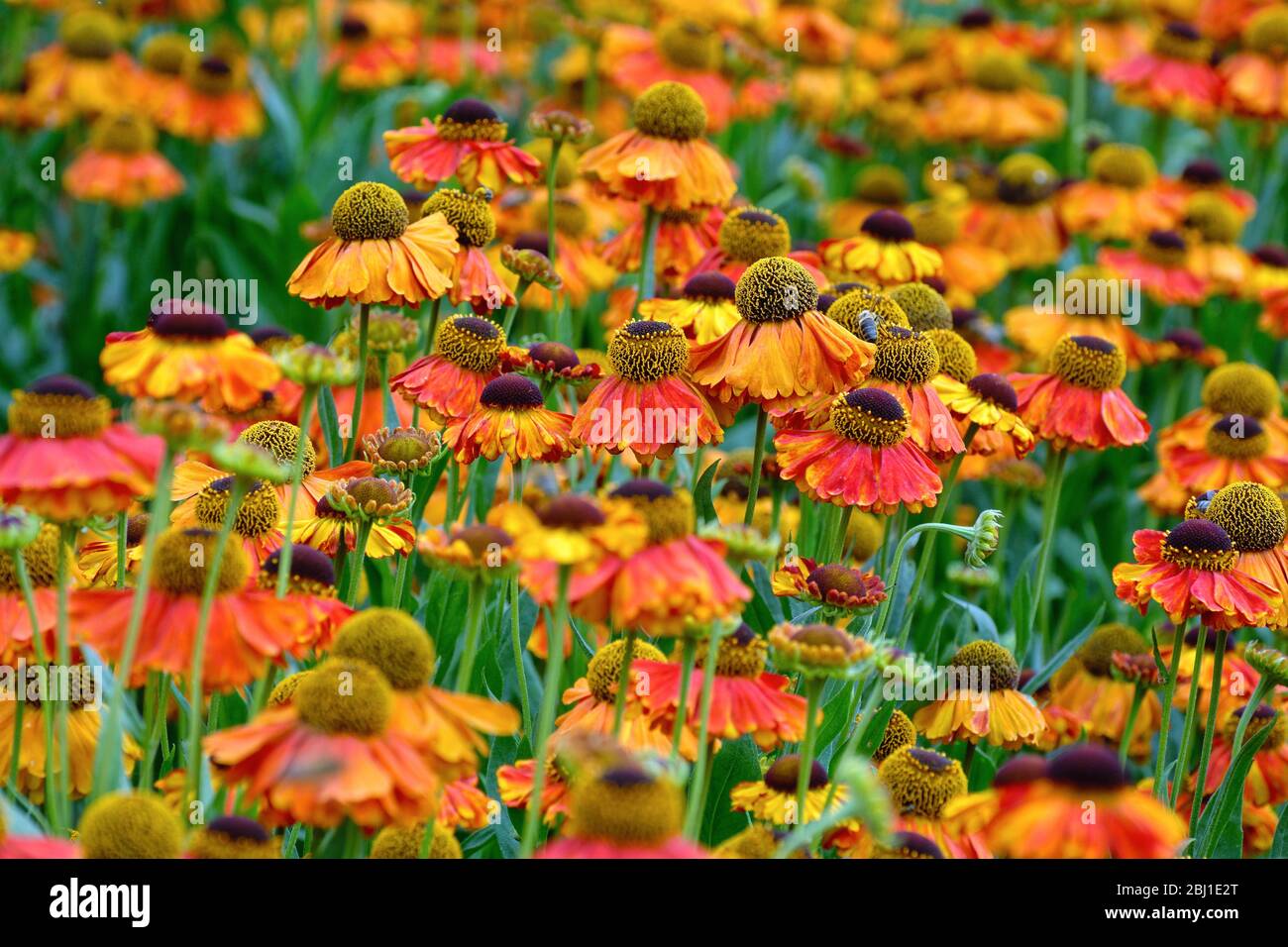 Helenium sahins hi-res stock photography and images - Alamy