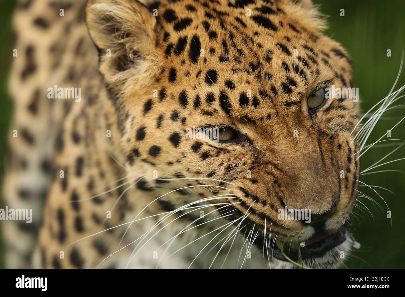 Amur leopard captive animal hi-res stock photography and images - Alamy