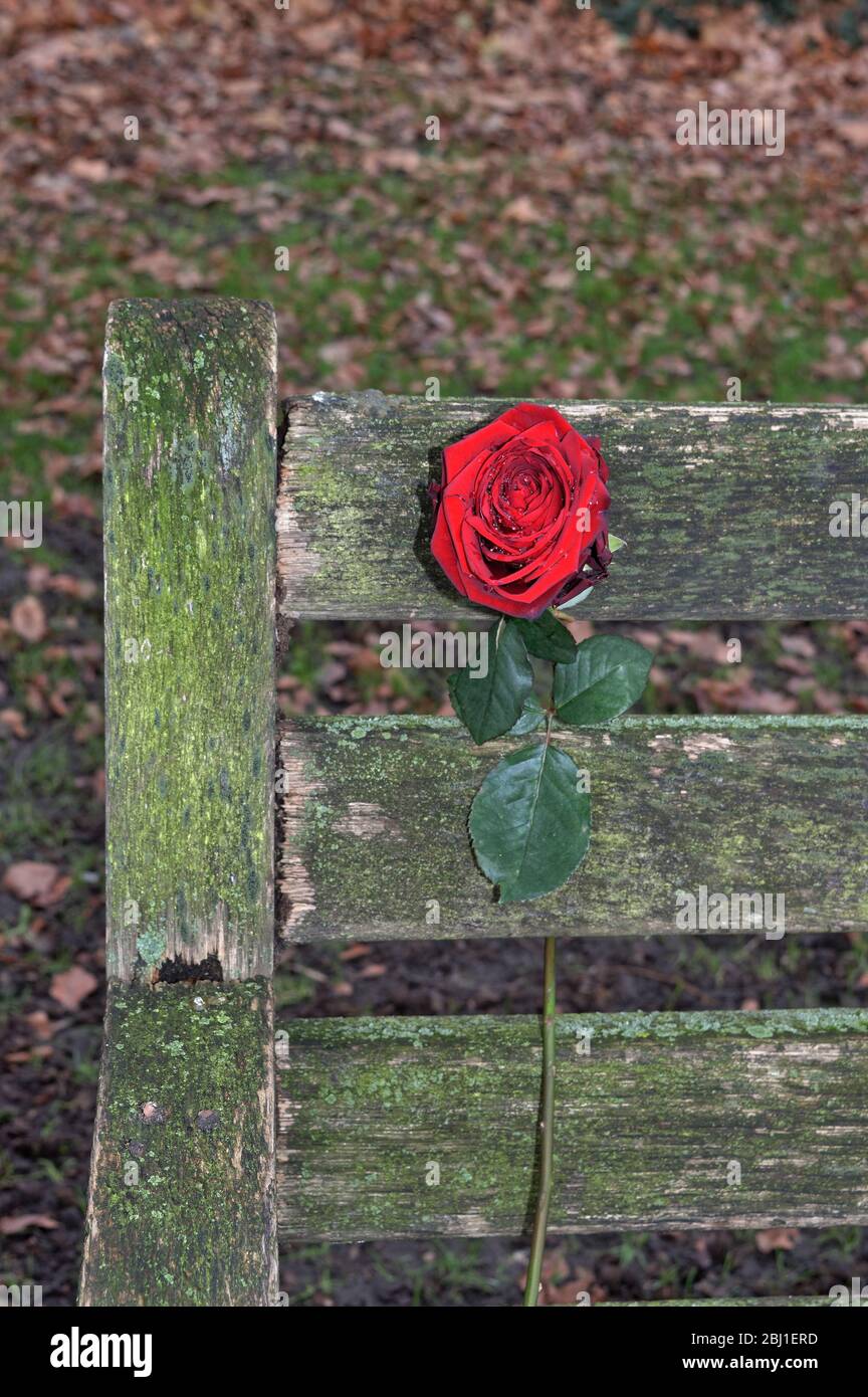 A single red rose placed on an old wooden bench in memory of an ...