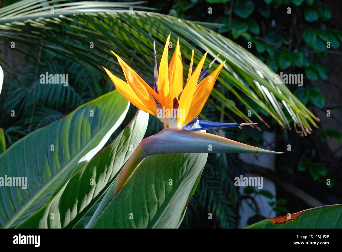 The flower of The Bird of Paradise plant, strelitzia reginae, in full ...