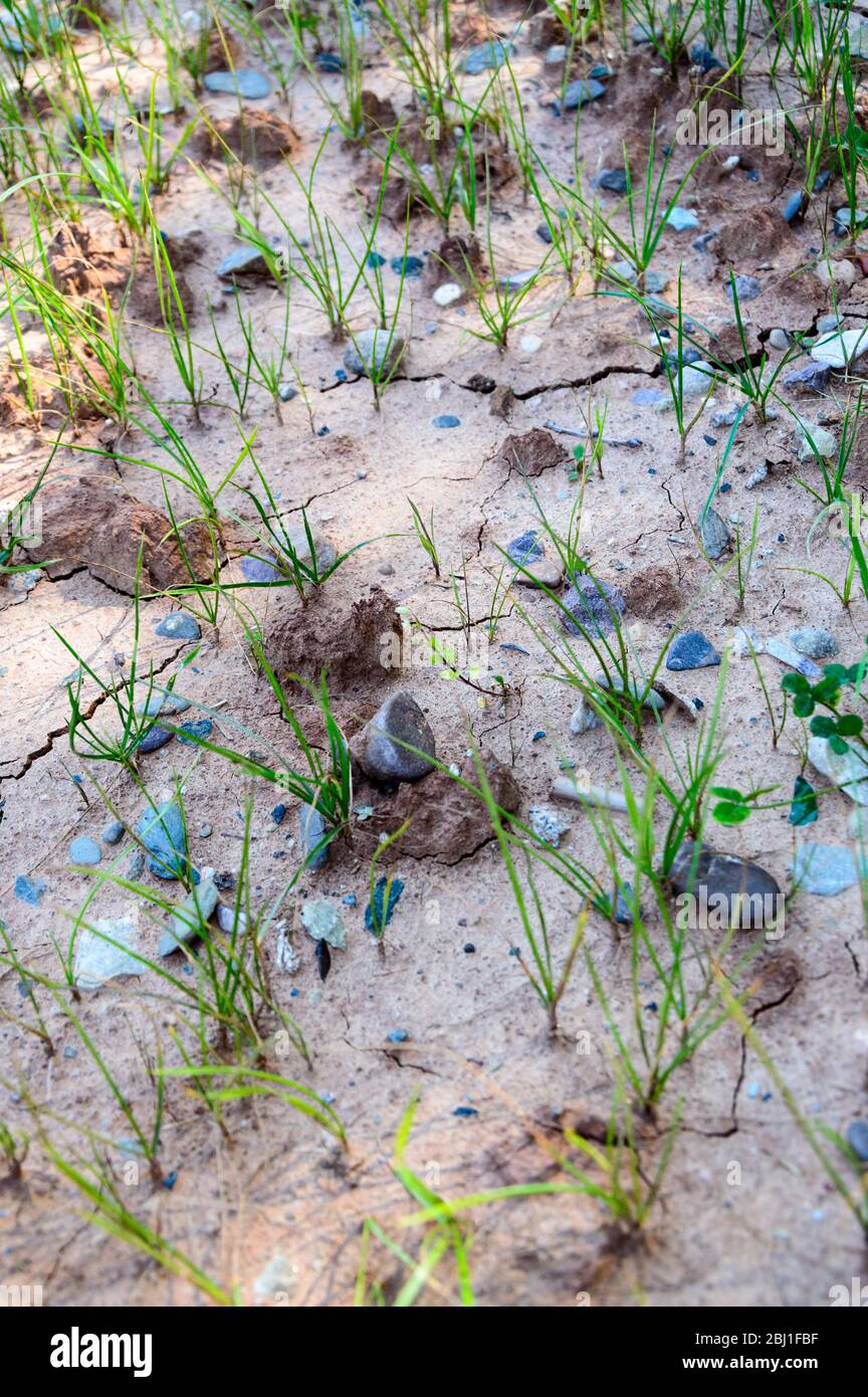 dried out field with stones and some grass Stock Photo - Alamy