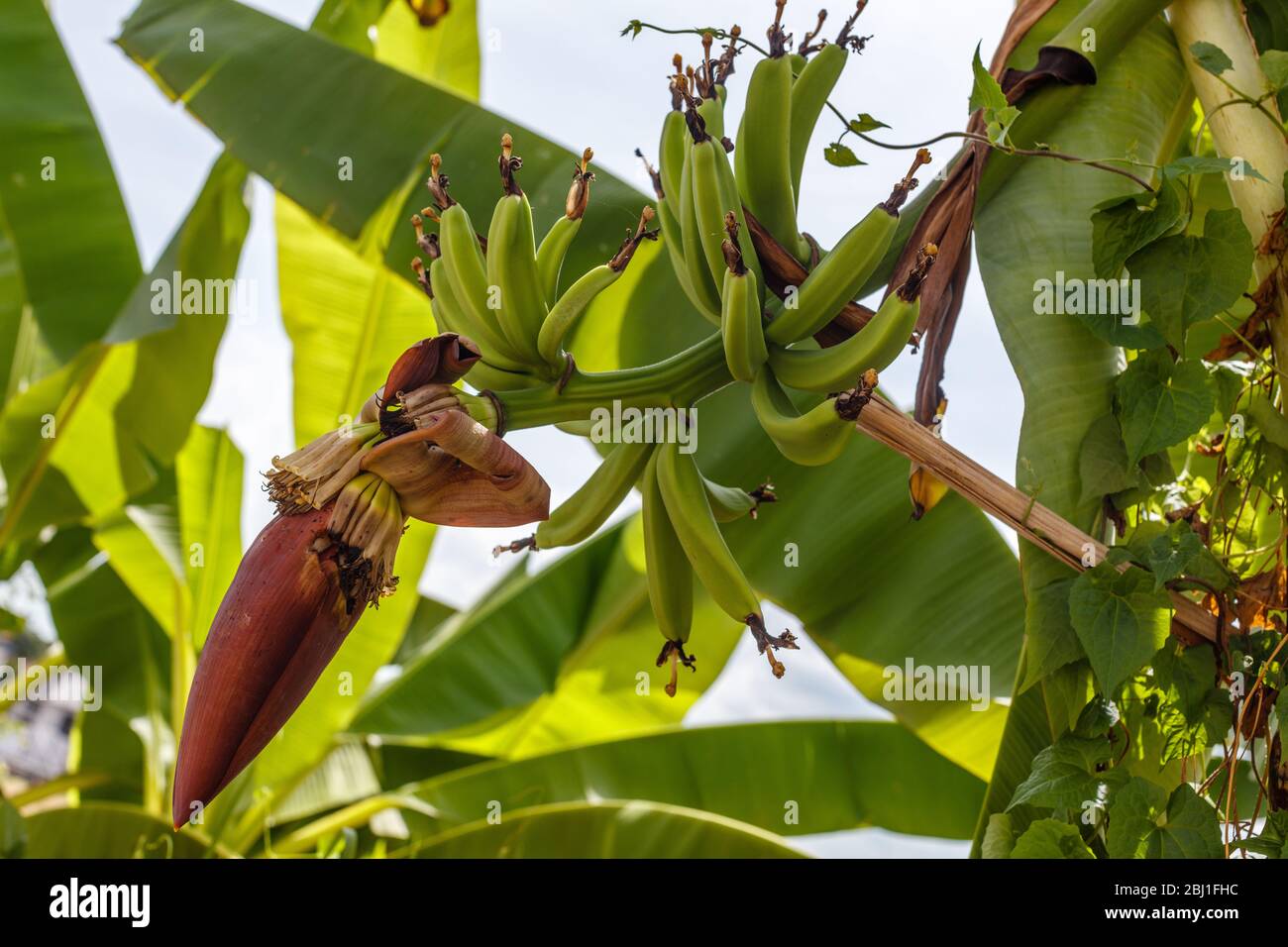 Ripe green banana bunch on the tree and banana inflorescence (flower ...