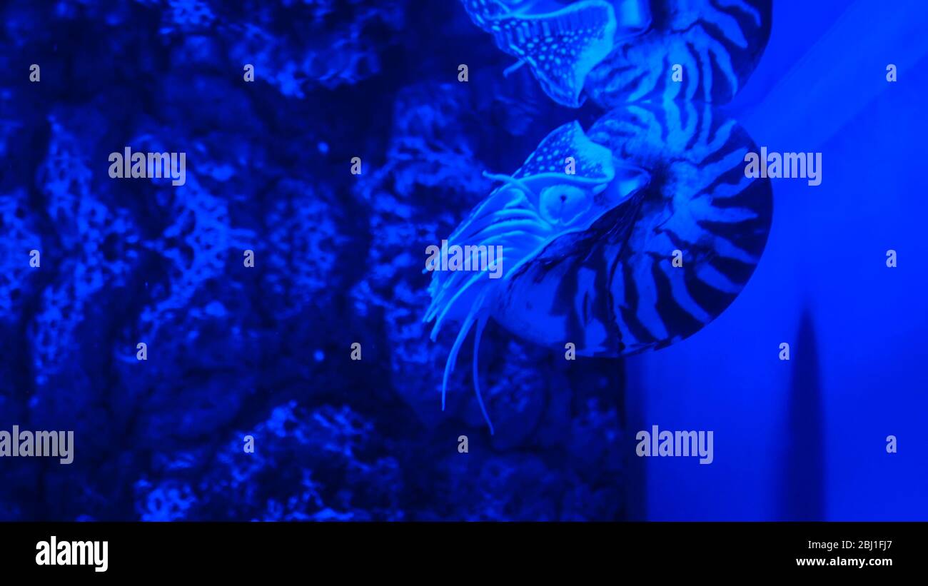 Chambered nautilus swimming hi-res stock photography and images - Alamy