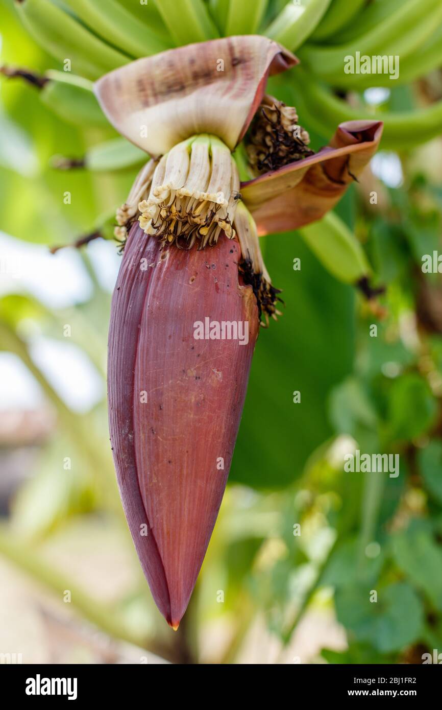 Ripe green banana bunch on the tree and banana inflorescence (flower ...