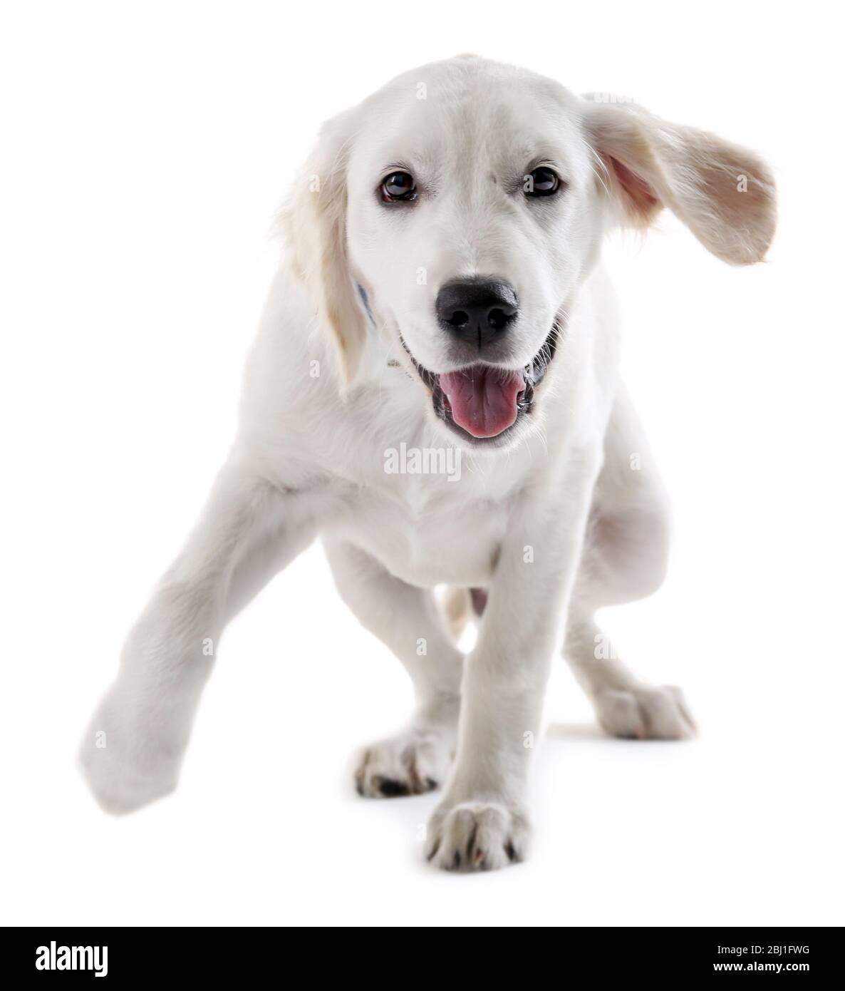 Golden labrador dog with chew bone hi-res stock photography and images ...