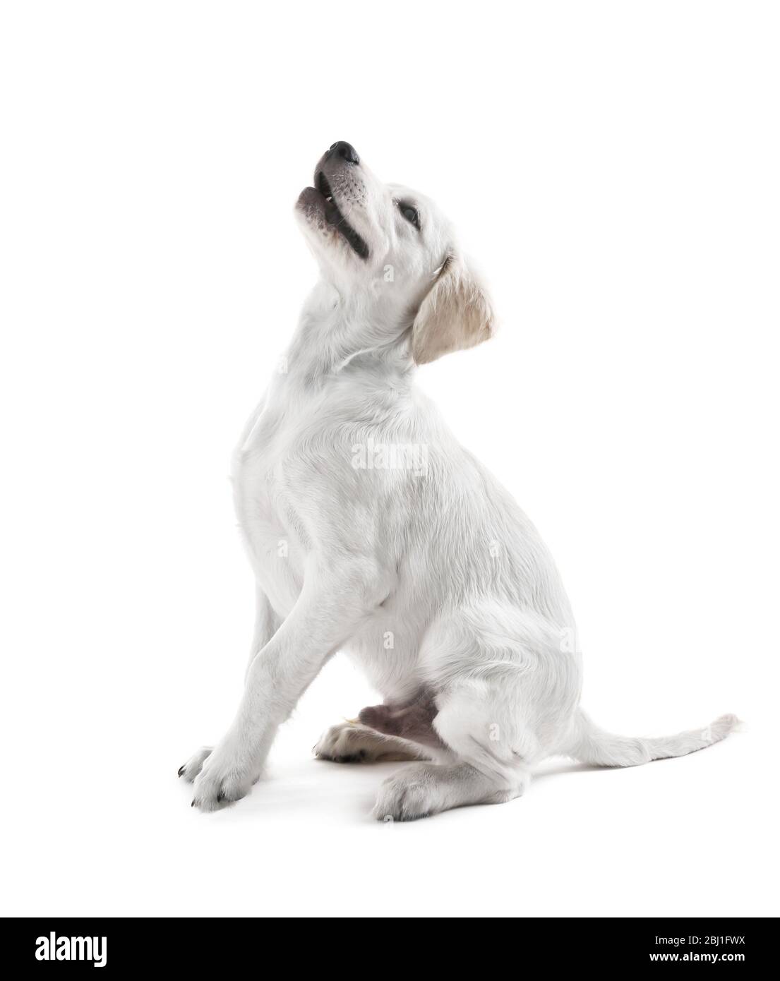 Labrador retriever dog looking up isolated on white Stock Photo - Alamy