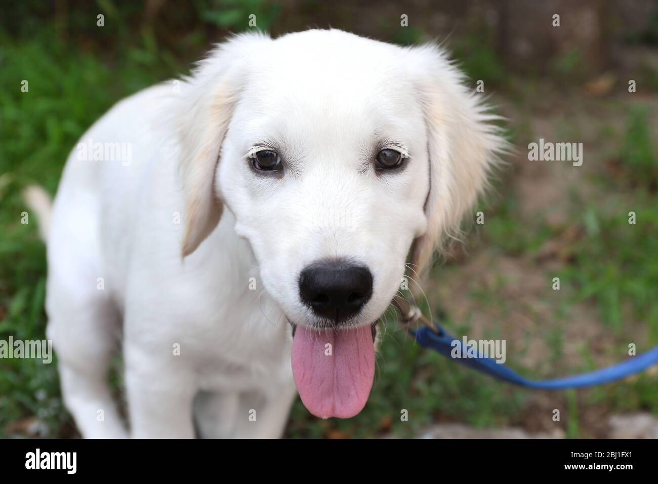 Labrador retriever dog with leash walking outdoors Stock Photo - Alamy