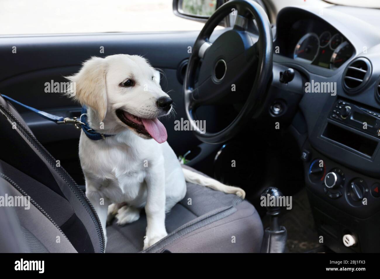 Cute Labrador retriever dog in car Stock Photo - Alamy
