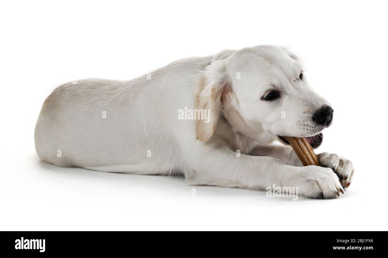 Labrador dog chewing bone isolated on white Stock Photo - Alamy