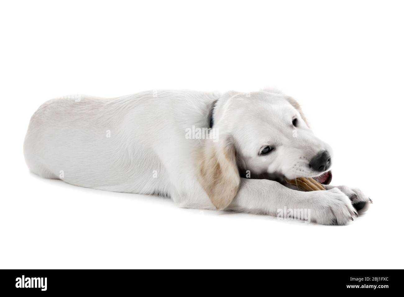 Golden labrador dog with chew bone hi-res stock photography and images ...