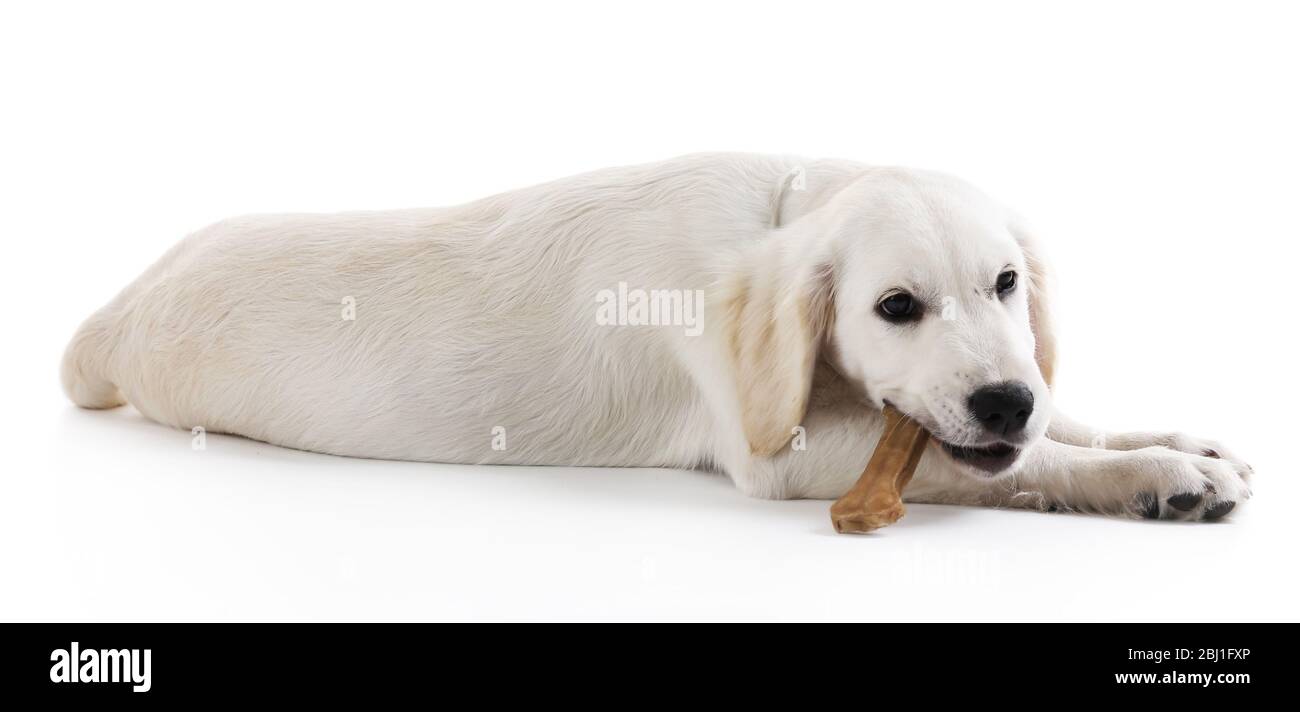 Golden labrador dog with chew bone hi-res stock photography and images ...