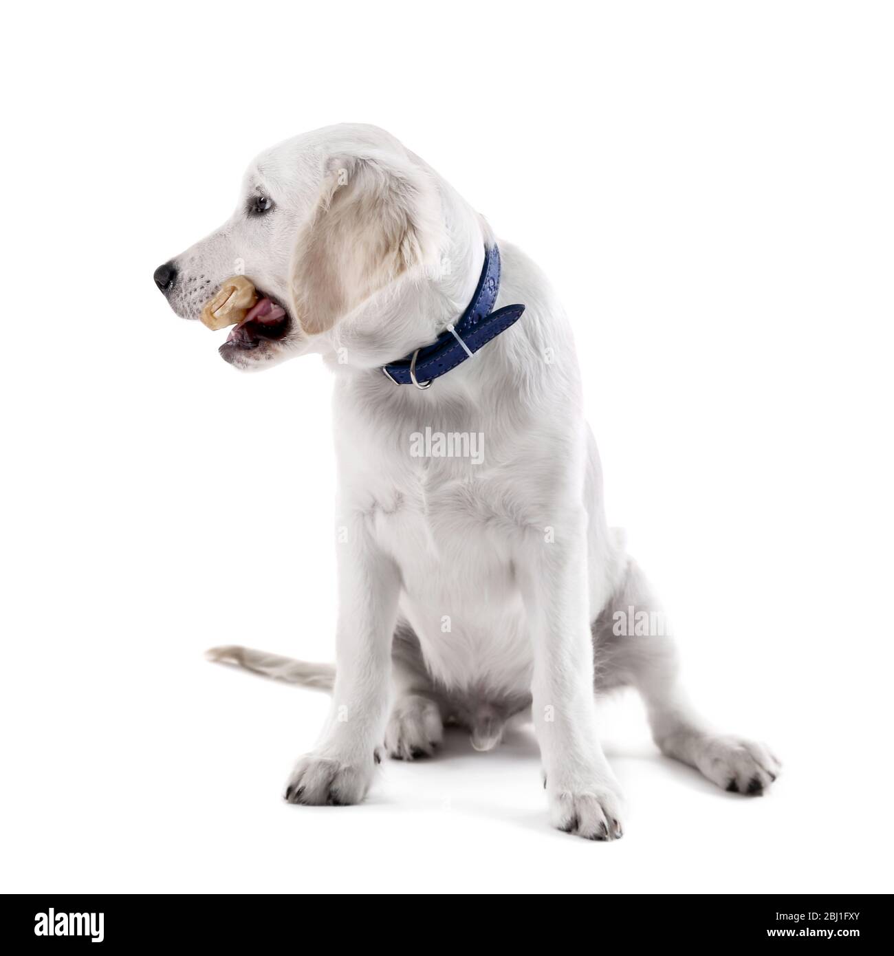 Golden labrador dog with chew bone hi-res stock photography and images ...