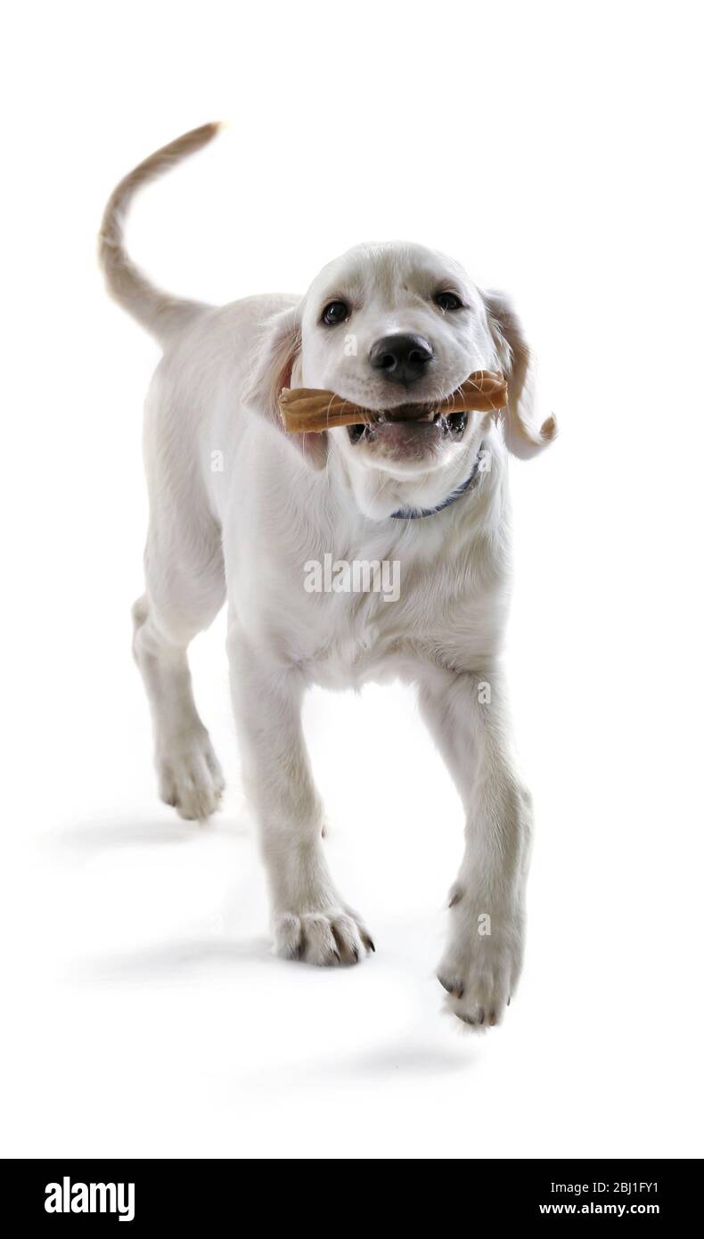 Cute collar bone dog Cut Out Stock Images & Pictures - Alamy