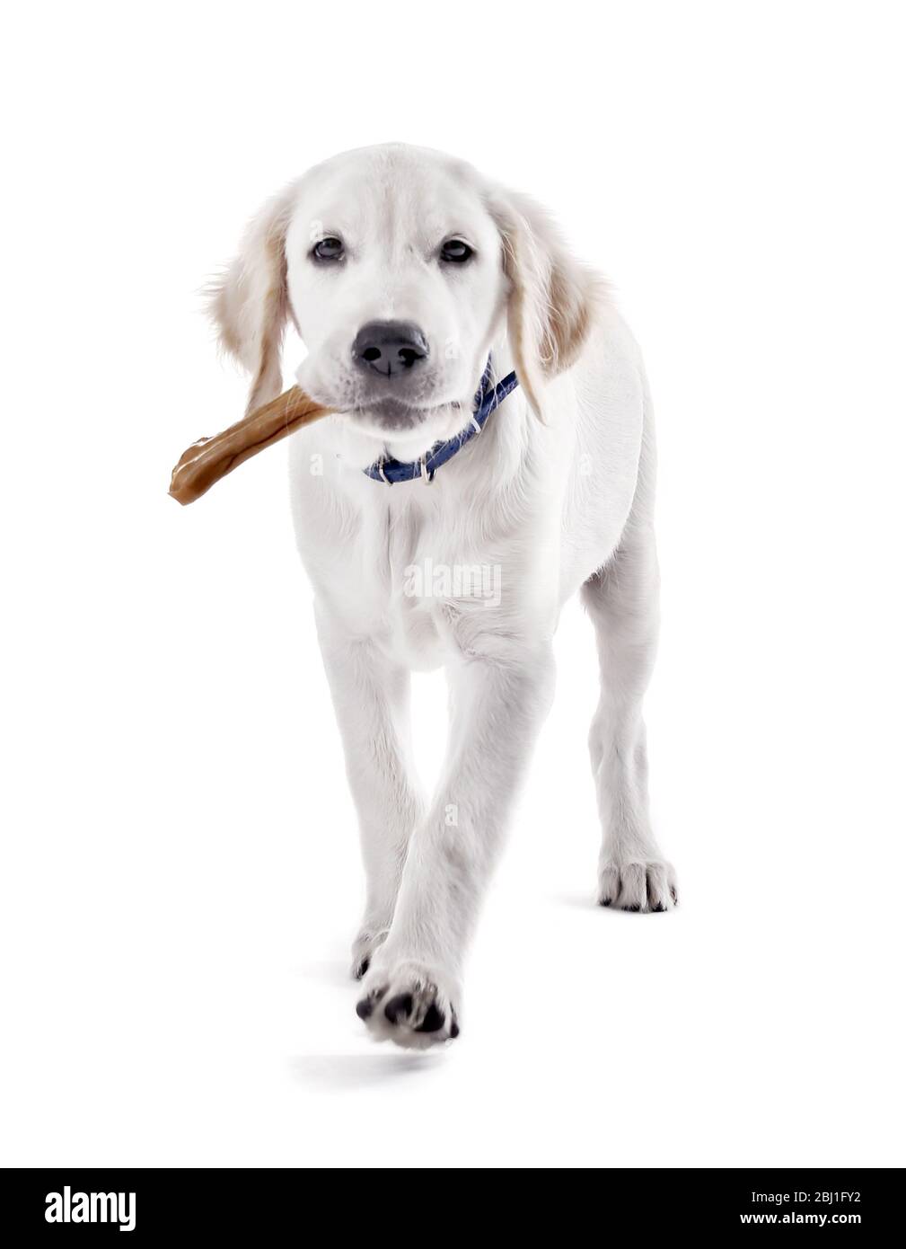 Golden labrador dog with chew bone hi-res stock photography and images ...